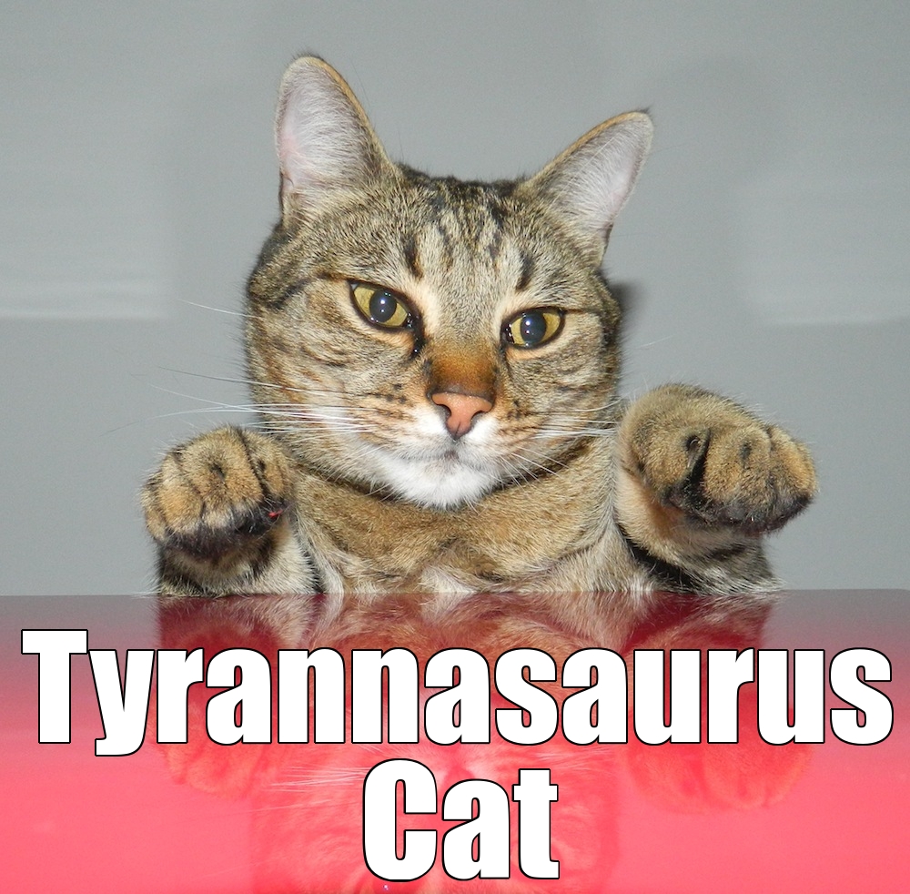 Tyrannosaurus Cat – All Things Romania